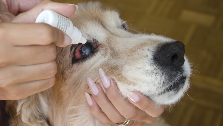 Eye Allergies In Dogs: Symptoms, Causes, & Treatments - DogTime