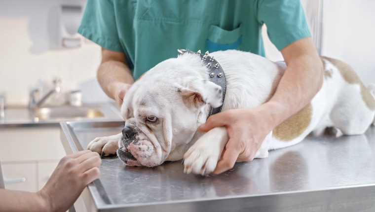 Intestinal Blockage In Dogs: Symptoms, Causes, & Treatments - DogTime