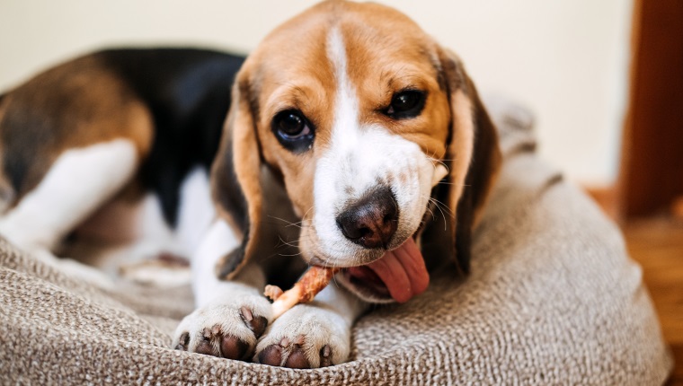 Intestinal Blockage In Dogs: Symptoms, Causes, & Treatments - DogTime