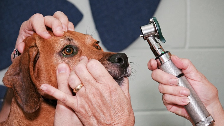 Lens Luxation (Dislocated Eye Lens) In Dogs: Symptoms, Causes ...