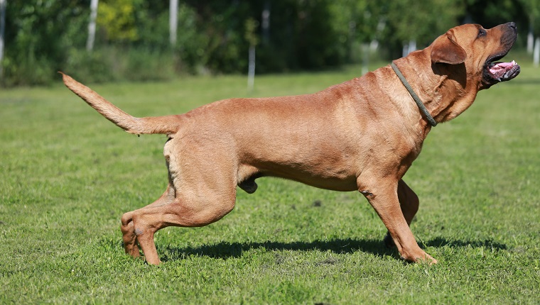 Tosa Dog Breed Pictures, Characteristics, & Facts - DogTime