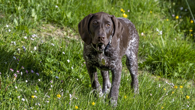 Braque Francais Pyrenean Breed Information & Characteristics