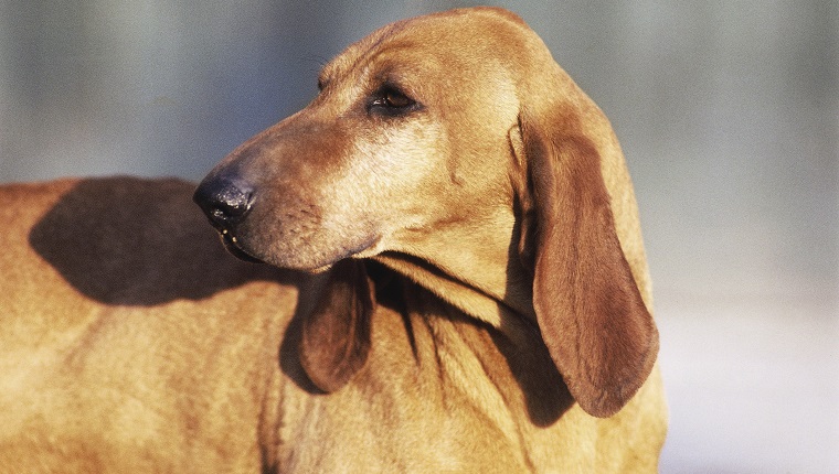 Segugio Italiano Dog Breed Pictures, Characteristics, & Facts - DogTime