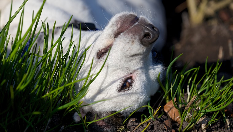 Can Dogs Eat Chives? Are Chives Safe For Dogs? - DogTime