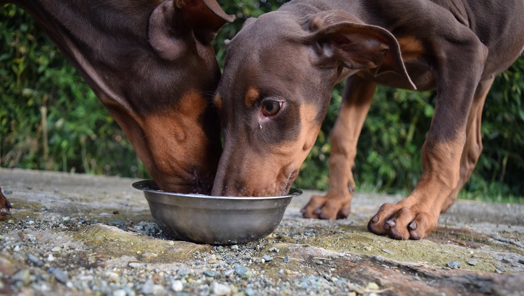 Can Dogs Eat Emu Meat? Is Emu Meat Safe For Dogs? - DogTime