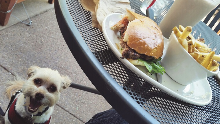 Can Dogs Eat Hamburgers? Are Hamburgers Safe For Dogs? - DogTime