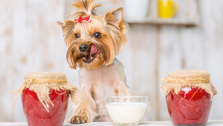 Can Dogs Eat Jam? Is Jam Safe For Dogs? - DogTime