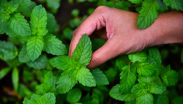 Can Dogs Eat Mint? Is Mint Safe For Dogs? - DogTime