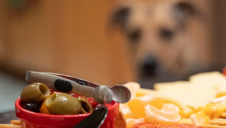 Can Dogs Eat Olives? Are Olives Safe For Dogs? - DogTime