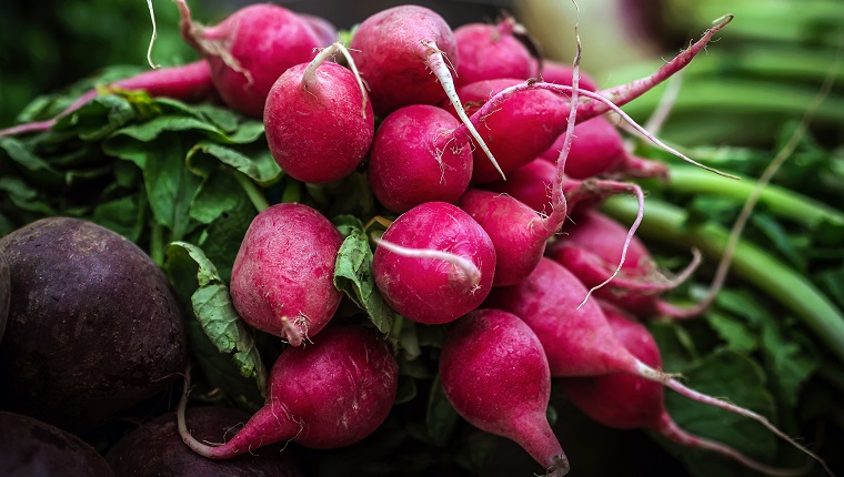 Can Dogs Eat Radishes? Are Radishes Safe For Dogs? - DogTime