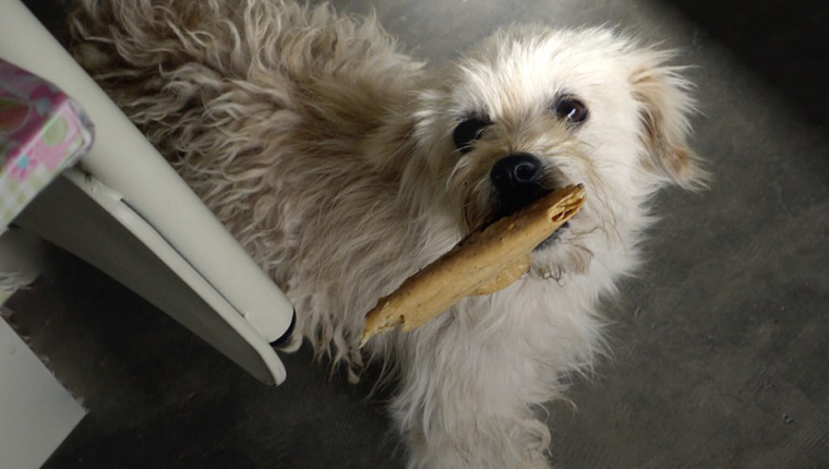 Can Dogs Eat Tortillas? Are Tortillas Safe For Dogs? - DogTime