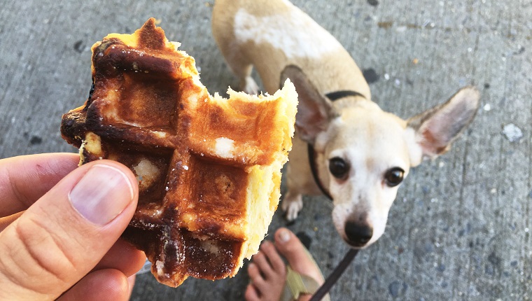 Can Dogs Eat Waffles? Are Waffles Safe For Dogs? - DogTime