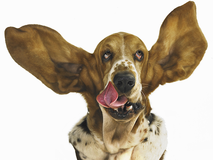 Ear Cysts In Dogs: Symptoms, Causes, & Treatments