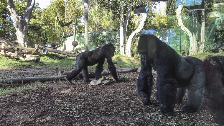 Stray Dog Escapes Run-In With Gorillas At San Diego Zoo Safari Park ...
