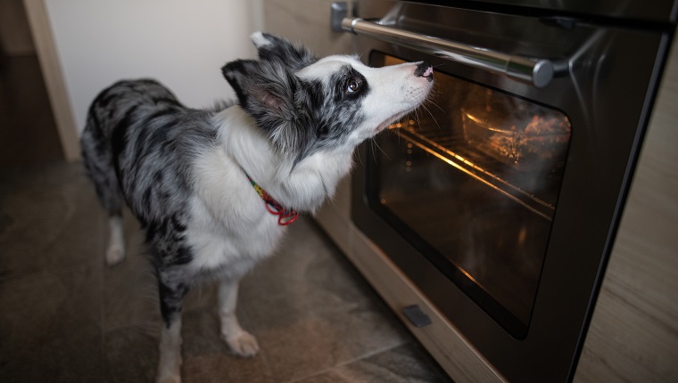 Dog Accidentally Turns On Stove & Sets Fire To Home In Missouri - DogTime