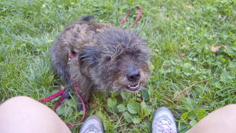 Wheezing In Dogs: Symptoms, Causes, & Treatments - DogTime