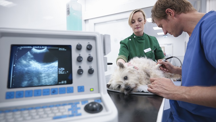 A Pandemic Boom In Dog Fertility Clinics Has Experts Raising Welfare ...