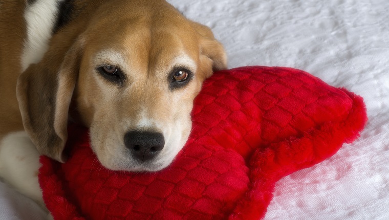 6 Things You Can Do To Keep Your Dog's Heart Healthy - DogTime