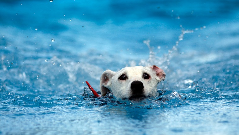 Near Drowning In Dogs: Symptoms, Causes, & Treatments - DogTime