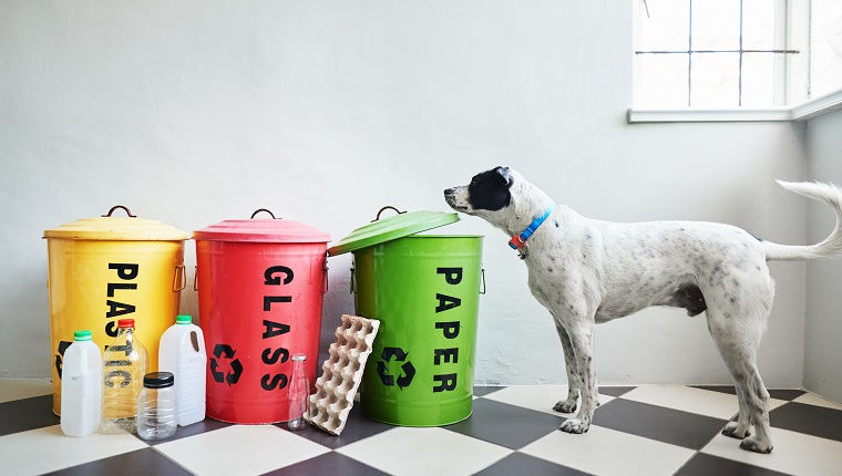 Green Dogs: Try Dog Products Made From Recycled Materials, Or Make Your ...