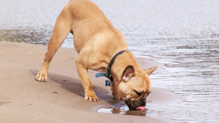 Salt Poisoning In Dogs: Symptoms, Causes, & Treatments - DogTime