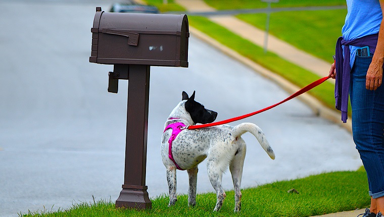 USPS Dog Attacks: Pet Parents, We Need To Talk About Protecting Postal ...