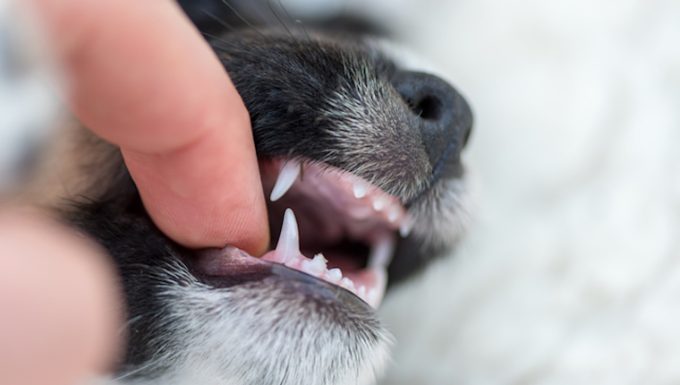 Epulis in Dogs: Symptoms, Causes, & Treatments - DogTime