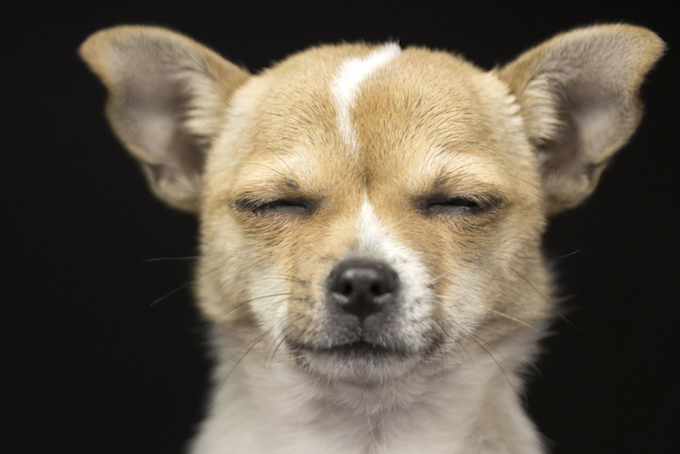 Hypopyon in Dogs: Symptoms, Causes, & Treatments - DogTime