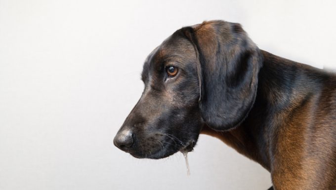 Excessive Production of Saliva in Dogs: Symptoms, Causes, & Treatments ...