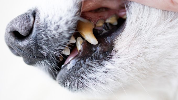 Gingival Hyperplasia In Dogs: Symptoms, Causes, & Treatments - DogTime