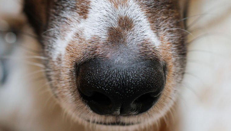 Dogs' Sight Tied to Sense of Smell: Study | News | DogTime