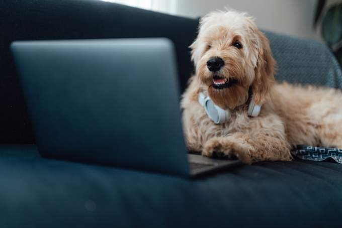 Electric Cord Bite Injury in Dogs: Symptoms, Causes, & Treatments - DogTime