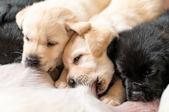 Fading Puppy Syndrome in Dogs: Symptoms, Causes, & Treatments - DogTime