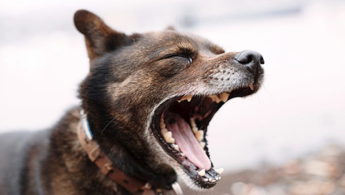 Tooth Root Abscess In Dogs: Symptoms, Causes, & Treatments - DogTime