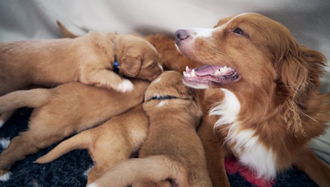 Fading Puppy Syndrome in Dogs: Symptoms, Causes, & Treatments - DogTime