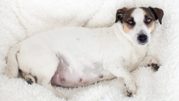 Estrus Symptoms in Dogs: Symptoms, Causes, & Treatments - DogTime