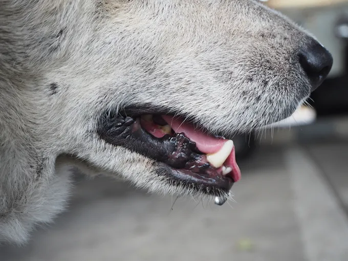 Tooth Root Abscess In Dogs: Symptoms, Causes, & Treatments - DogTime