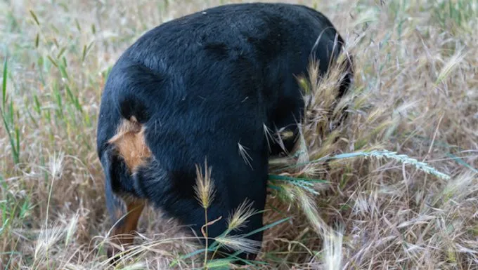 Foxtails And Dogs: What To Watch Out For - DogTime