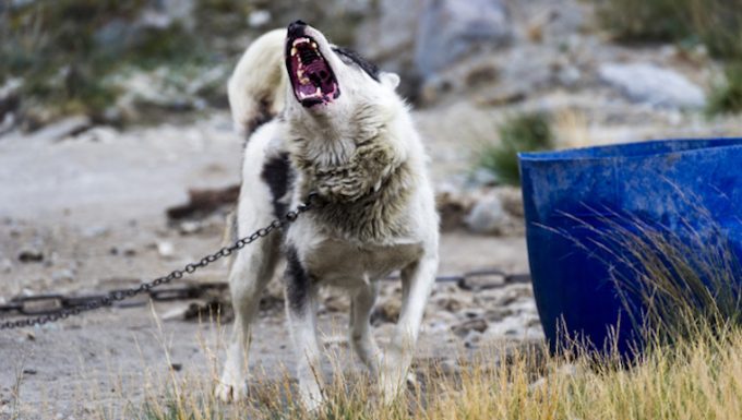 Hyperandrogenism In Dogs: Symptoms, Causes, & Treatments - DogTime