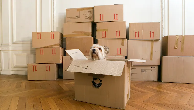 Moving? Here’s How To Help Your Dog Adjust to the Change