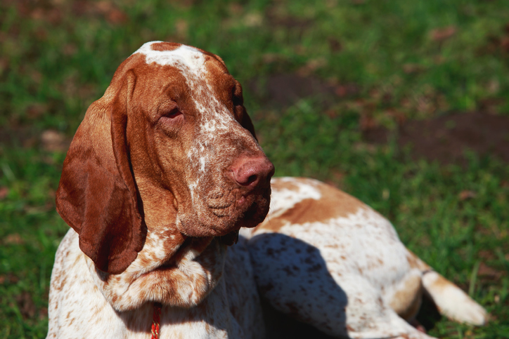 Bracco Italiano Is AKC's Newest Recognized Dog Breed