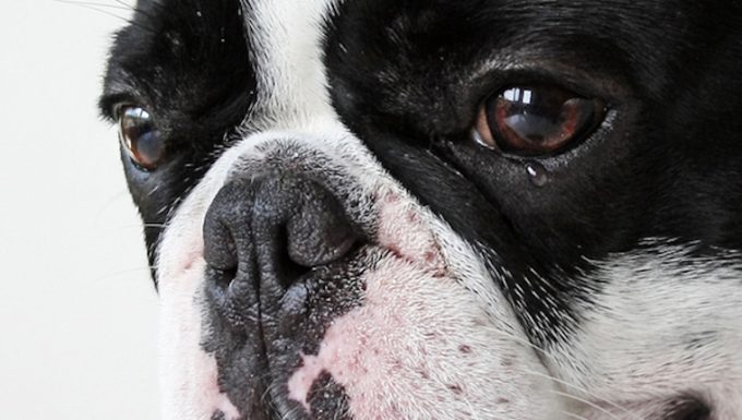 Hypopyon in Dogs: Symptoms, Causes, & Treatments - DogTime