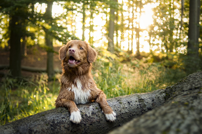 Chiggers On Dogs: Symptoms, Causes, & Treatments - DogTime