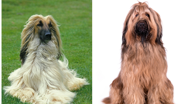 Dog Breeds - Types of Dogs