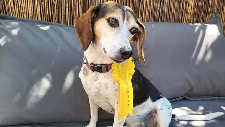 Missing Beagle Returns Home with Dog Show Ribbon