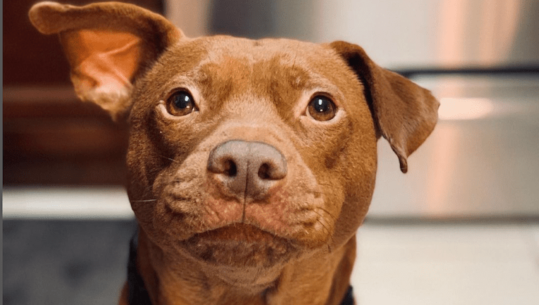 TikTok Star Spotlight: Tatum Talks. Meet Tatum the Talking Dog!