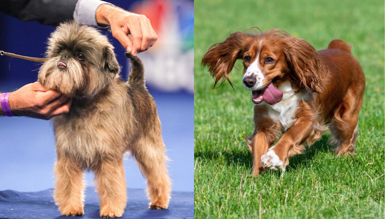 Dog Breeds - Complete List of Dog Profiles