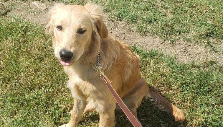 53 Rescue Dogs Rescued From Wisconsin Plane Crash - DogTime