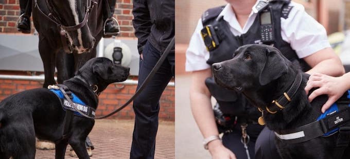 Dogs Receive 'OBE' for Public Service, Recognized as "Outstanding"