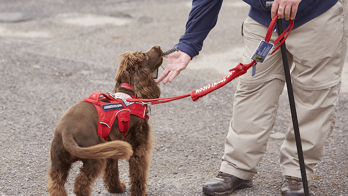 Dogs Receive 'OBE' for Public Service, Recognized as "Outstanding"